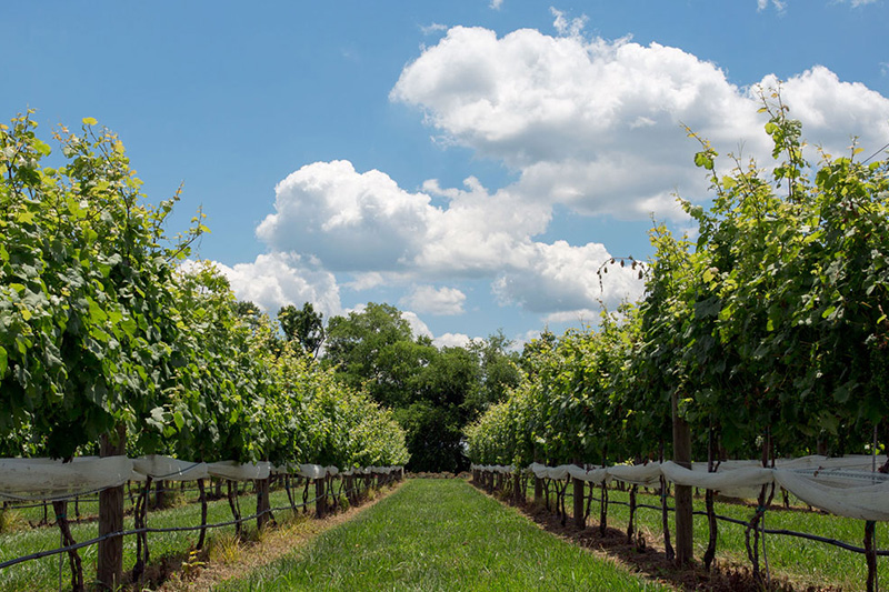 About Nelson County - Nelson County