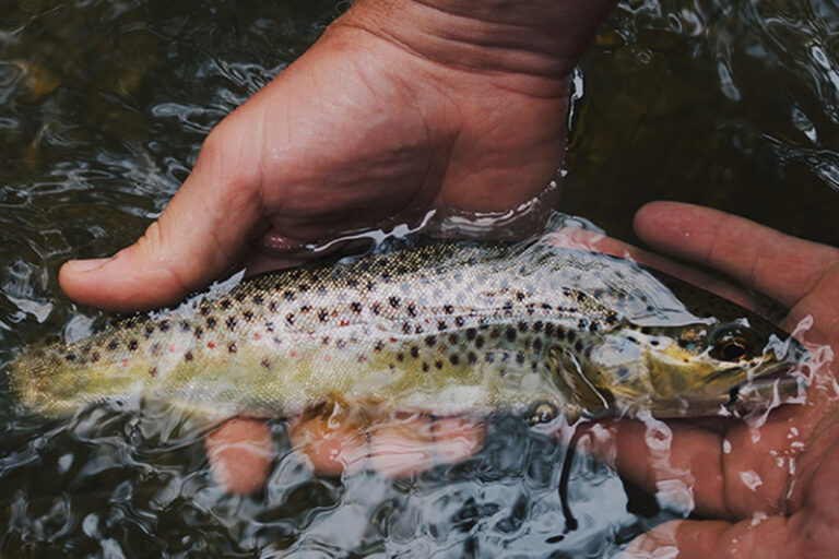 Fishing the Tye River - Nelson County