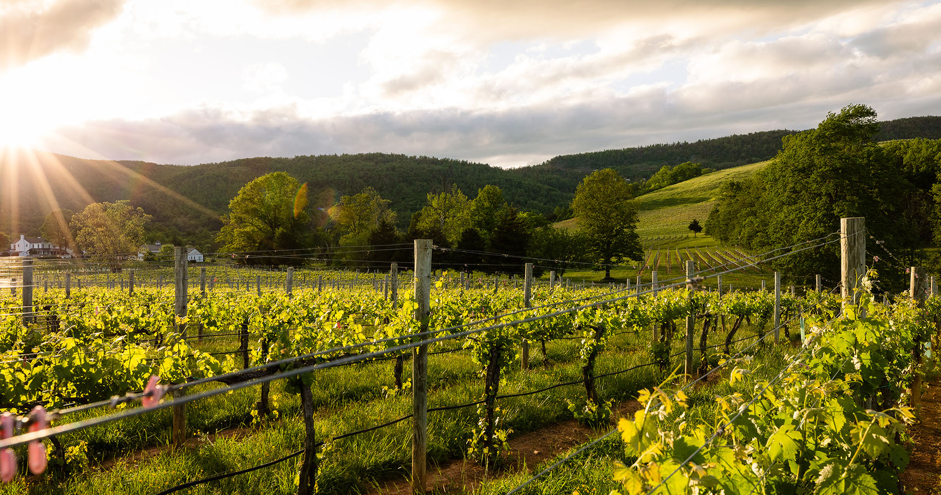 Vineyards & Wineries in Nelson County (See the List)
