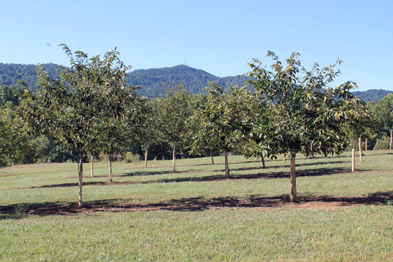 Farms & Orchards - Nelson County